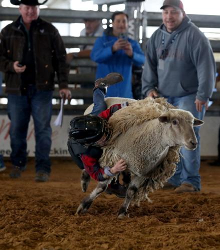 Photos: Saturday at the Galveston County Fair & Rodeo | In Focus | The ...