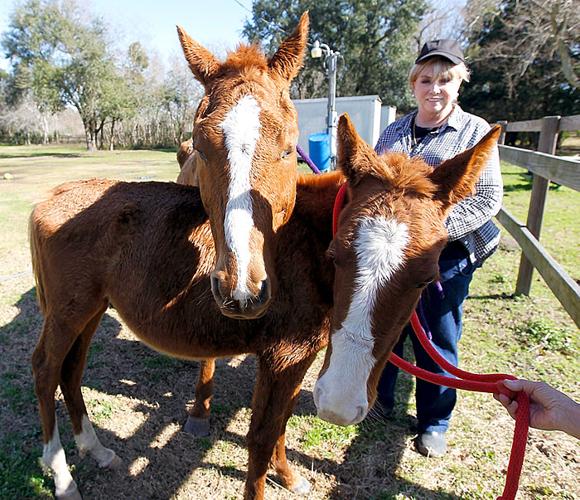 Horses die: Vet says rescued mares died of complications from ...