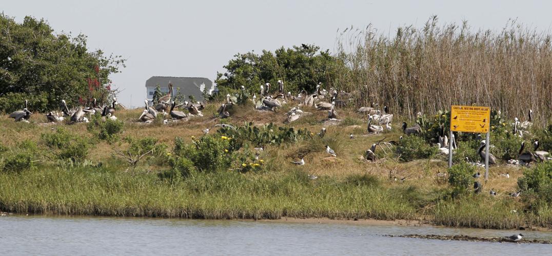 Building rookery islands among highlights of GLO plan for coast | Local ...