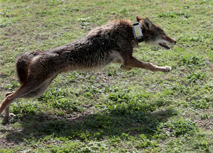 Collaring program to collect data on coyote range, DNA in Galveston ...
