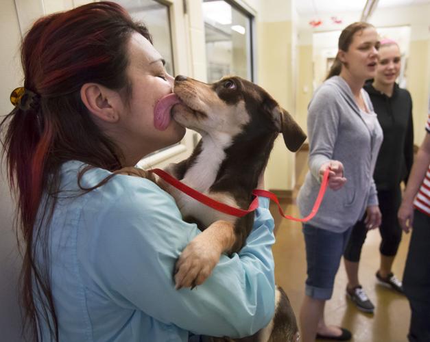Animal Resource Center reduces euthanasia rates in 2014 | Local News ...