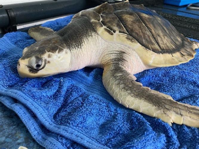 Tally The Turtle Receives Clean Bill Of Health Local News The Daily News
