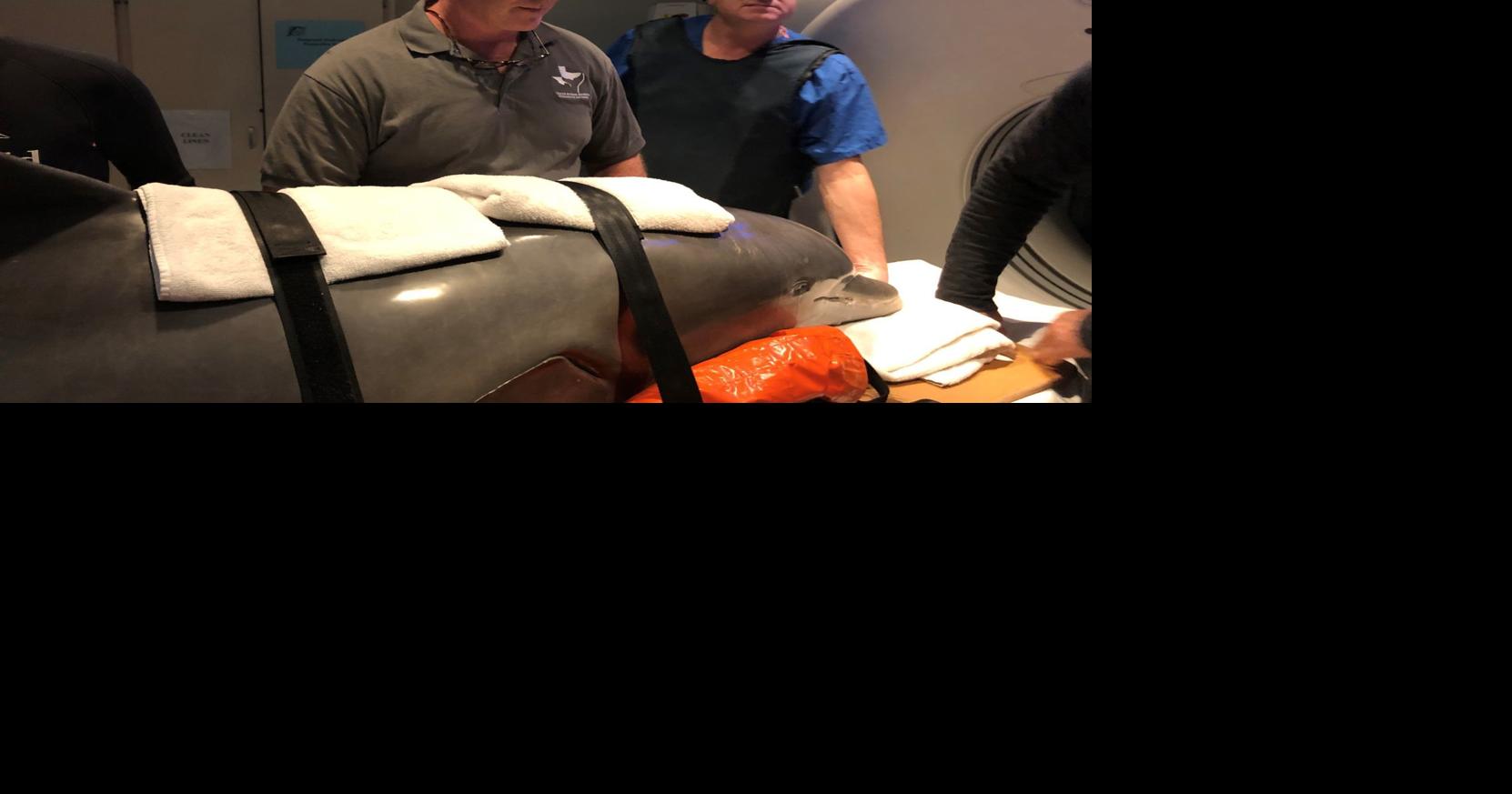 Stranded dolphin gets CT scan at UTMB in Galveston | Local News | The ...