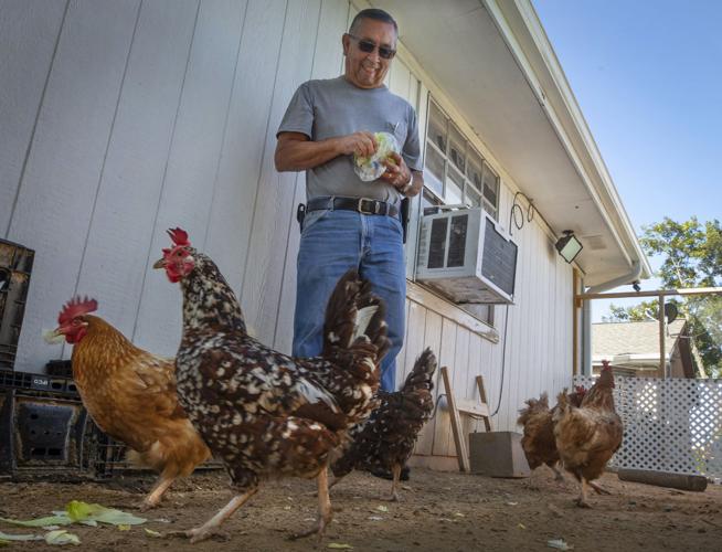 rooster fly building