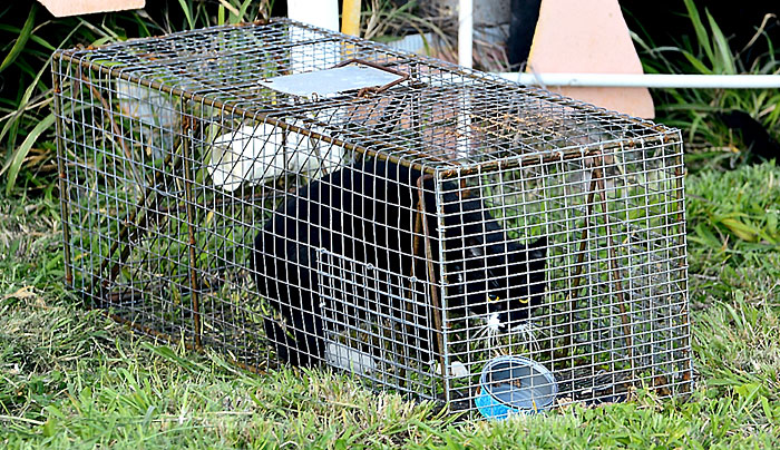 'Inhumane' traps might have broken animals' backs | Local News | The ...