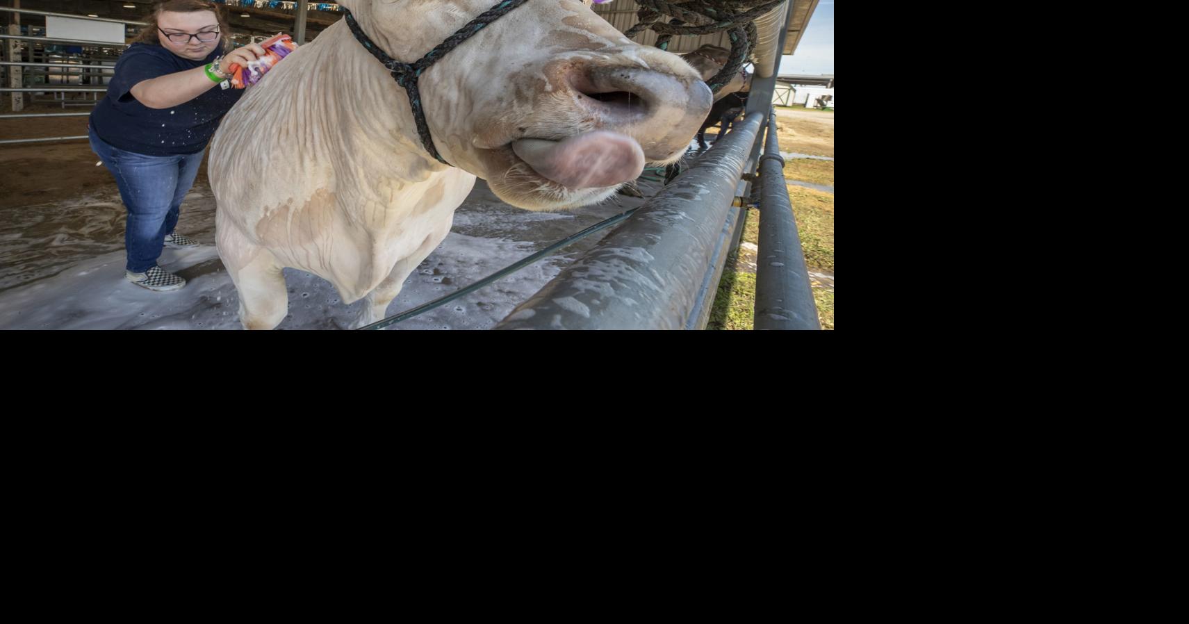 Students prepare steers for judging | Local News | The Daily News
