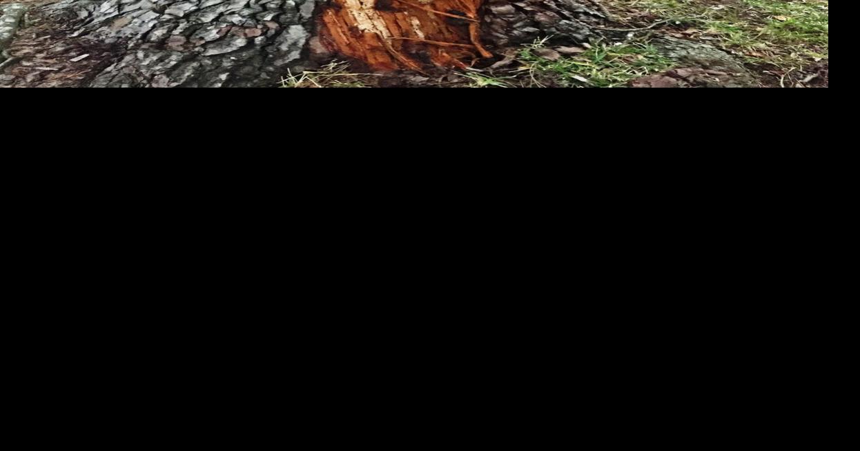 How lightning strikes affect trees | Leisure | The Daily News