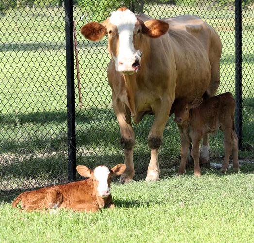 She really delivers: 'Grandma' cow has twins | Local News | The Daily News