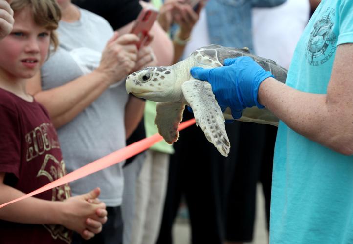 Sea turtles released in Galveston | Local News | The Daily News