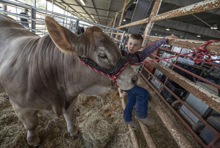 Photos: Galveston County Fair and Rodeo Opens | In Focus | The Daily News