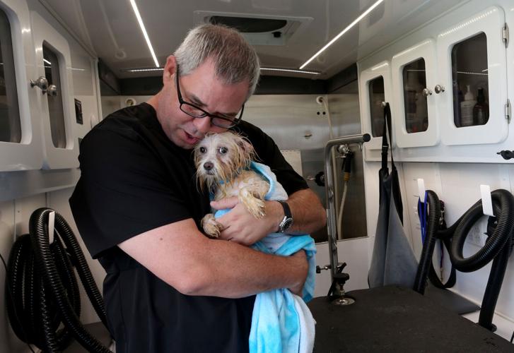 16 dogs adopted after shelter brings in packs of rescues | Local News ...