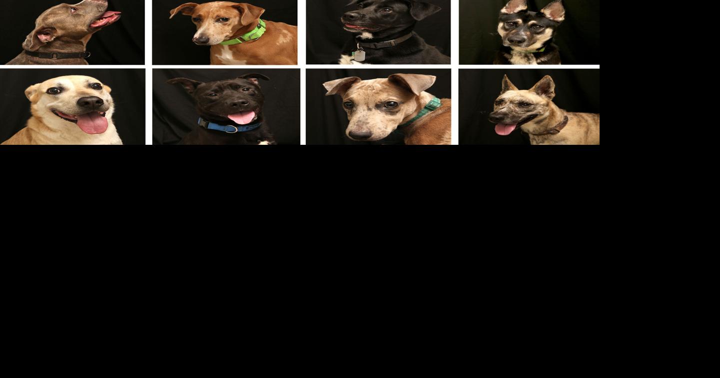 Good Samaritans pay fees for more than 30 Galveston shelter dogs ...