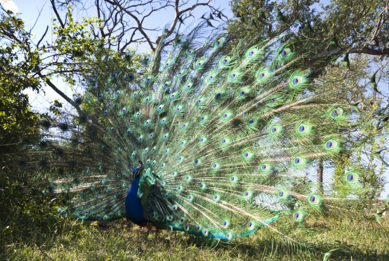 Island's peacocks are on parade, for a little while | Outdoors | The ...