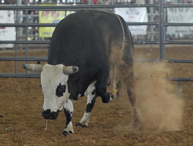 American Freestyle Bull Fighting wraps up Sunday at the Galveston ...