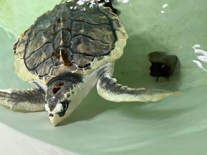 Turtle returning to Texas after transatlantic trip | Local News | The ...
