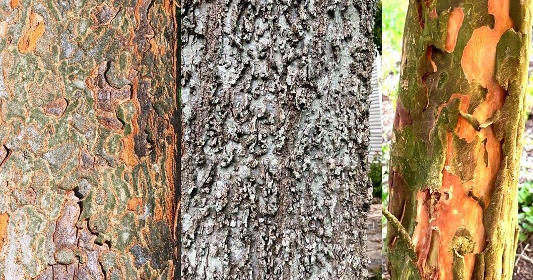 What is bark and why do trees have it? | Leisure | The Daily News