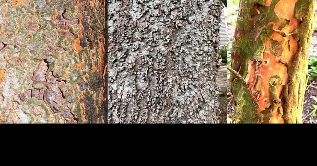 What is bark and why do trees have it? | Leisure | The Daily News
