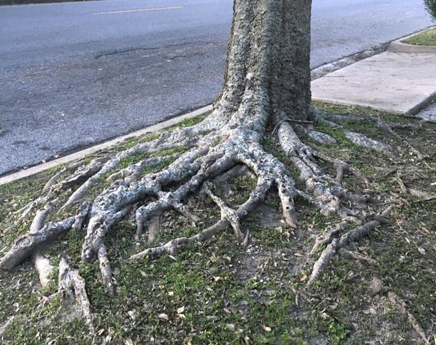 Tree Stories: A strong tree depends on strong roots | Guest Columns ...