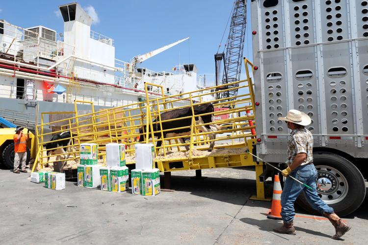 Port of Galveston ships fairly rare load of cattle | Local News | The ...