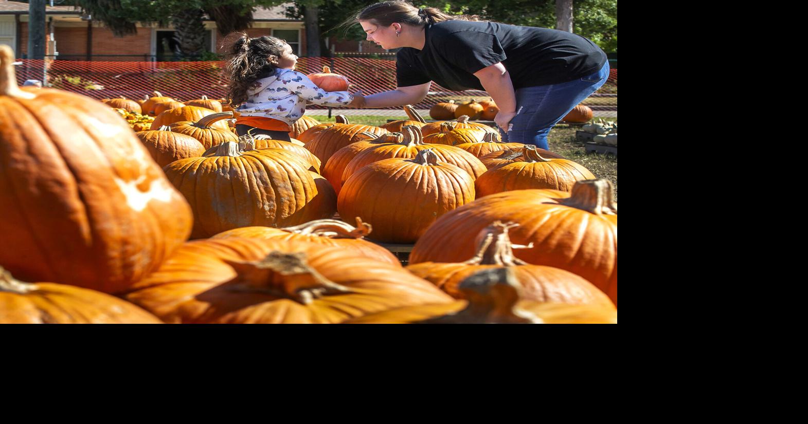 Pickin’ Pumpkins | Local News | The Daily News