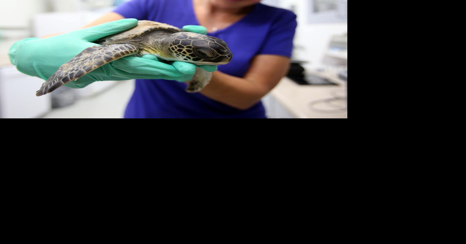 Stunned turtles recovering from cold weather across Texas | Local News ...