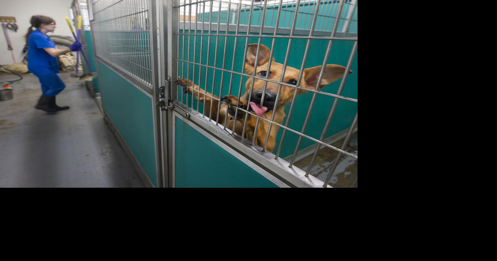 Dickinson animal shelter faces $200K budget cut | Local News | The ...