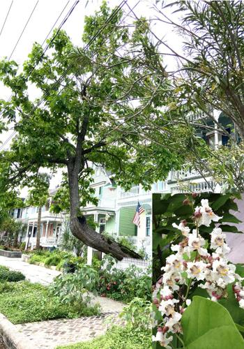 Southern Catalpa is fast grower, deserves more respect | Leisure | The ...