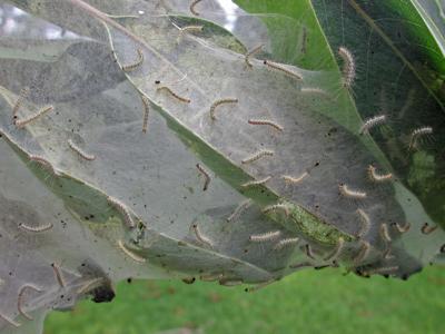 Garden checklist for July | Leisure | The Daily News