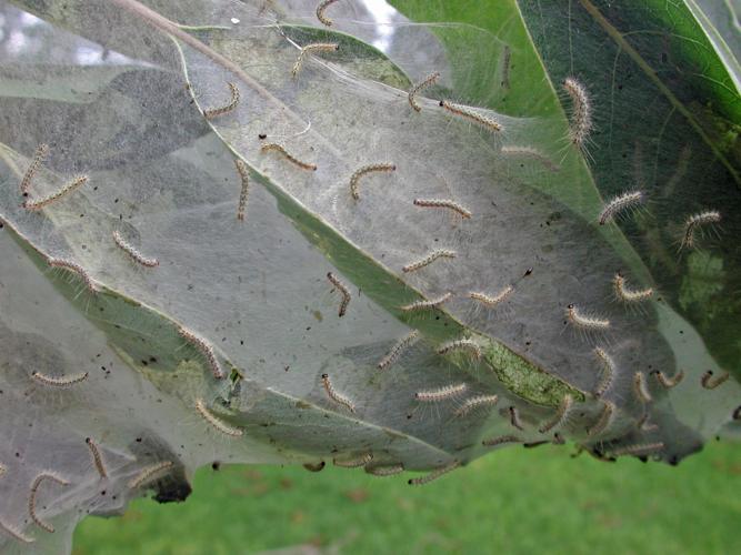 Garden checklist for July | Leisure | The Daily News