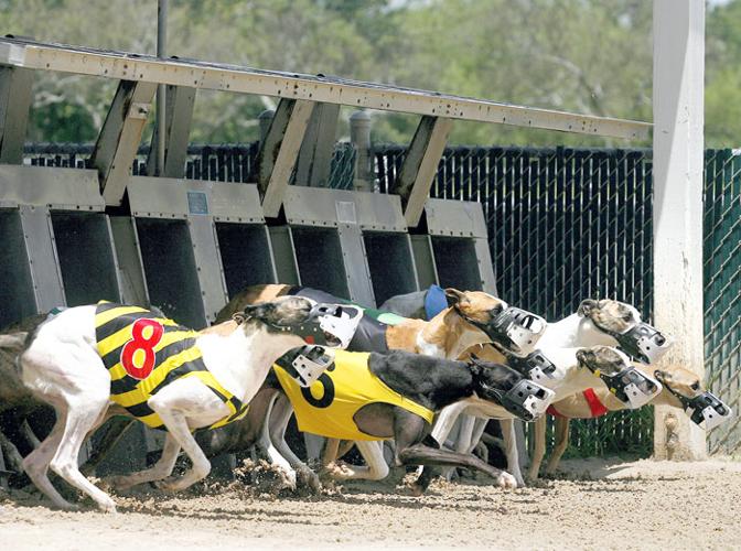 Panel looks at greyhound track’s surface | Local News | The Daily News