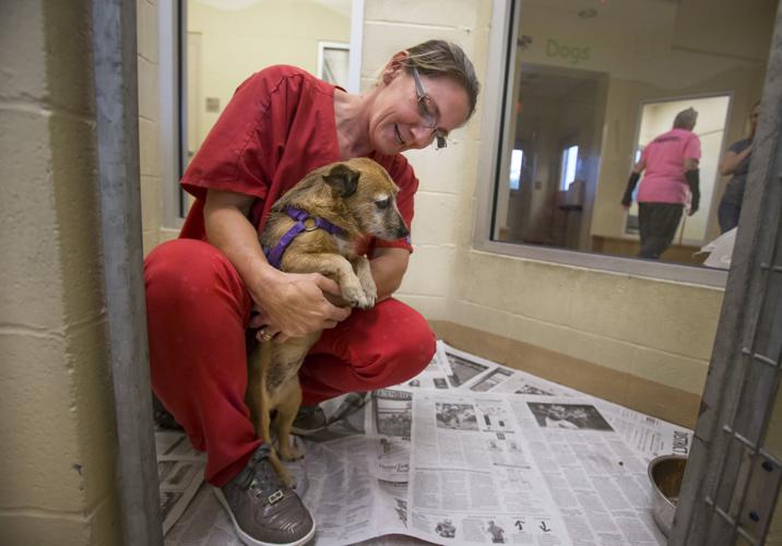 Animal Resource Center reduces euthanasia rates in 2014 | Local News ...
