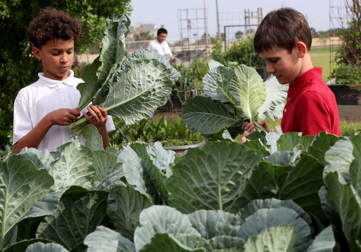 Young Galveston gardeners see success at first sale | Local News | The ...