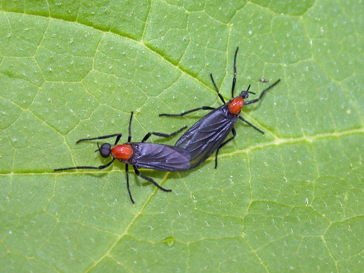What are these bugs flying in pairs? | Leisure | The Daily News
