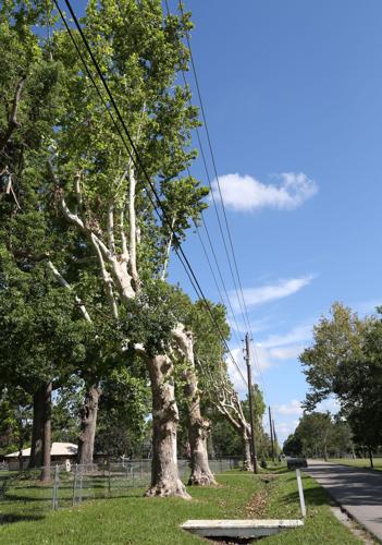 CenterPoint contractors 'butchering' trees in Galveston County ...