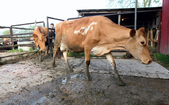 For the love of milk | Lifestyle | The Daily News