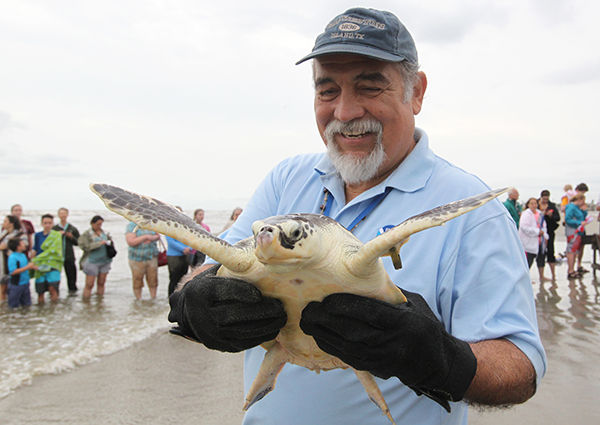 Photos: Sea turtles released at Stewart Beach | In Focus | The Daily News