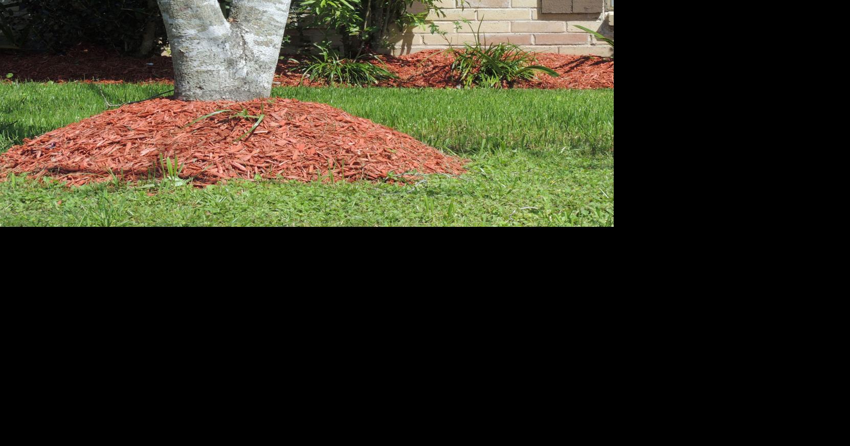 Say NO to Volcano Mulching | Leisure | The Daily News