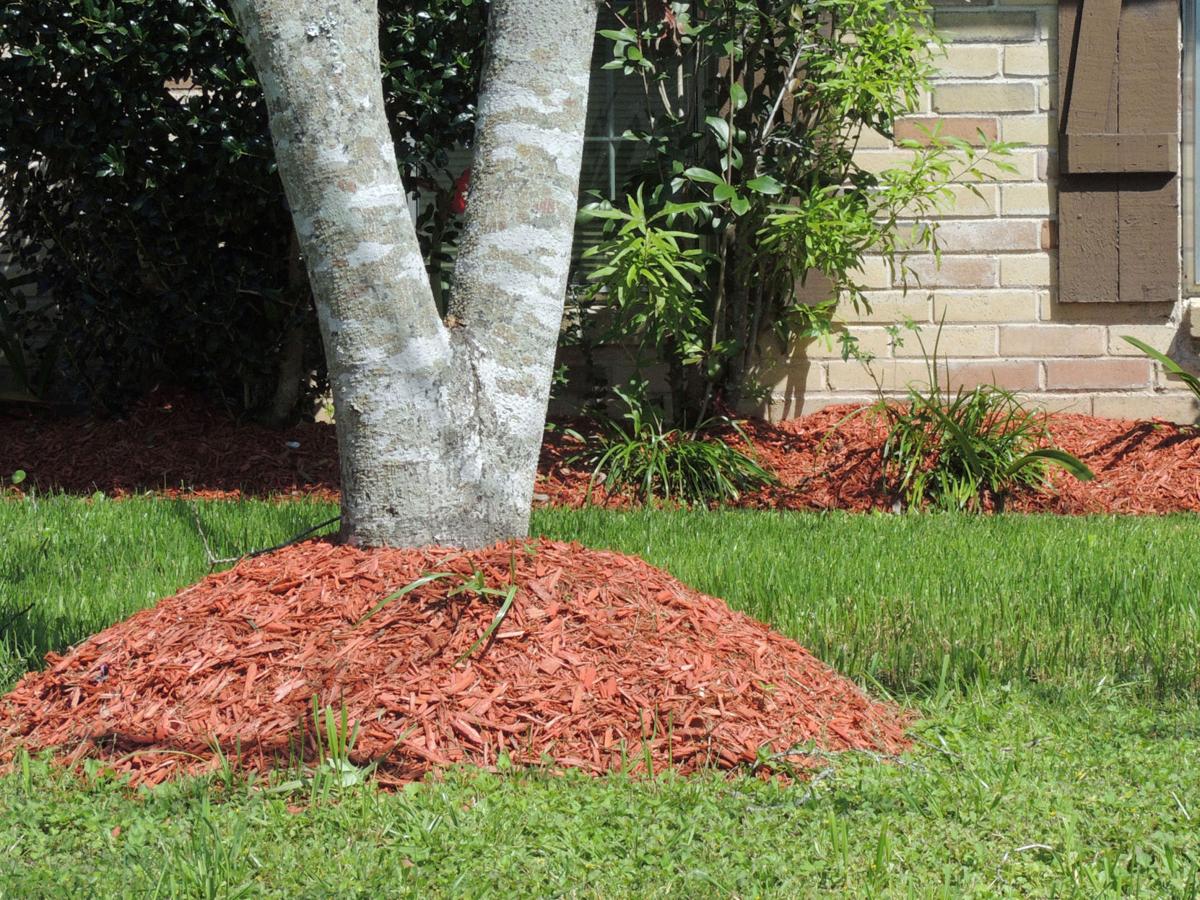 Say NO to Volcano Mulching | Leisure | The Daily News