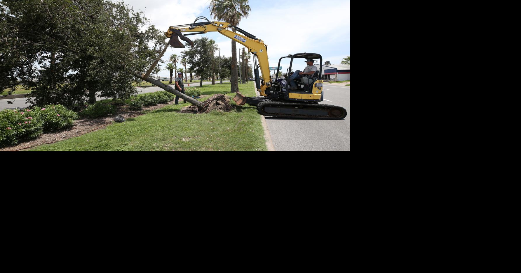 Storm-damaged oak trees on island restored | Local News | The Daily News