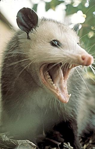 mexican possum attack