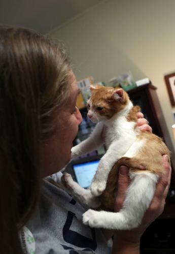 Kitten torture case stalled for lack of leads | Local News | The Daily News