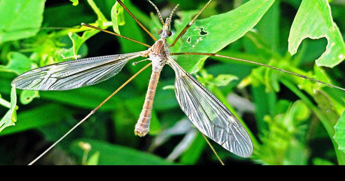 Crane flies look like Texas size mosquitoes | Leisure | The Daily News