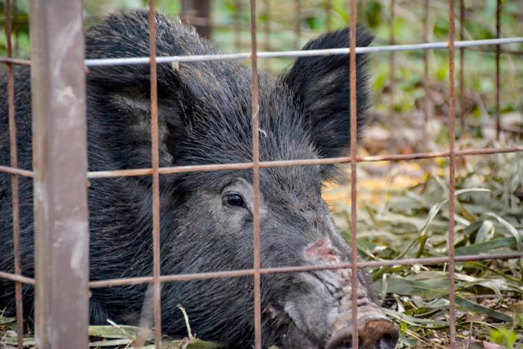 Swine in slammer: Police nab one feral pig, second on the lam | Local ...