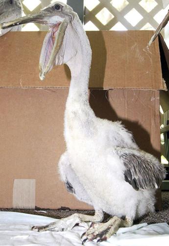 Injured pelicans are washing up on Tiki Island | Local News | The Daily ...