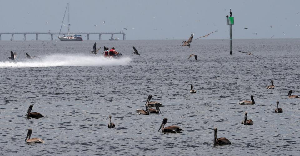 Pelicans take over Offatts Bayou | Local News | The Daily News