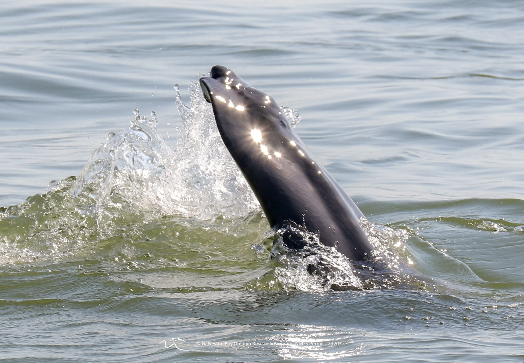 Dolphin known as “Dino” adapted unusual swimming style after losing ...