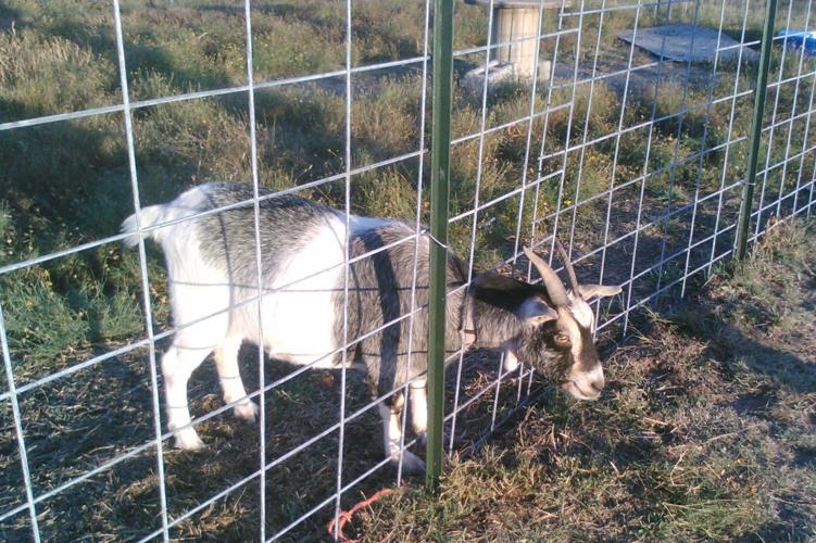 The Country Life: Stuck head provides a lesson in what not to get for ...