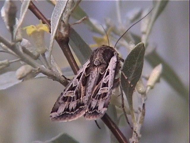 Miller moths will abound this spring and seek 'oasis' in Colorado ...