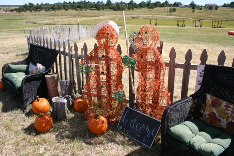 Popular pumpkin patch in Monument will remain open | News | gazette.com