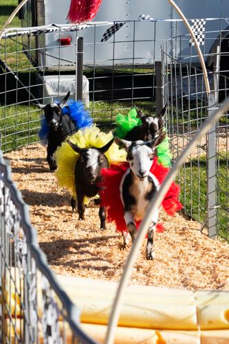 Rock County Fair wraps up for 2023 | News | gazettextra.com